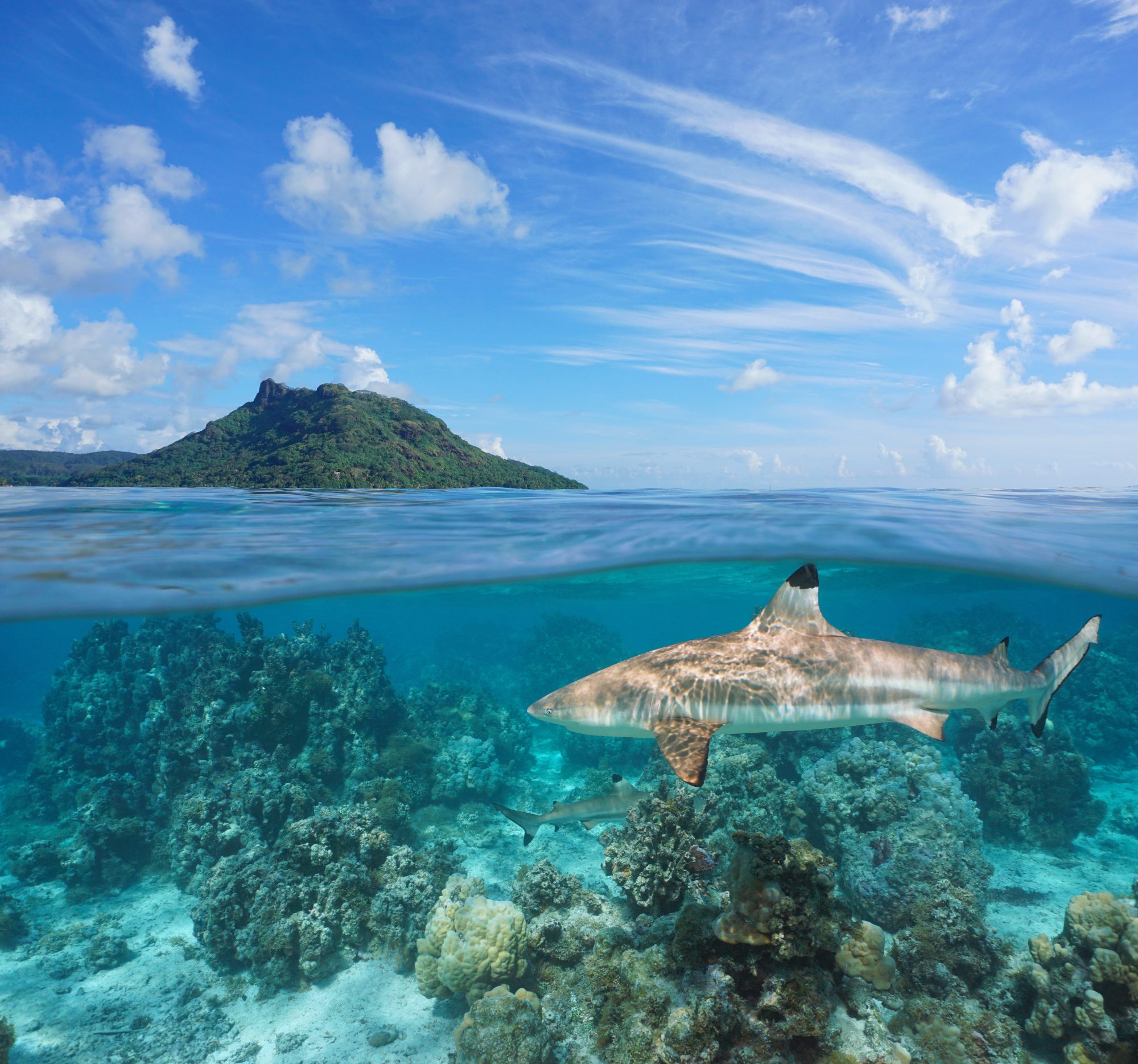 Vers un suivi global de la biodiversité marine - Vigilife Vers un suivi global de la biodiversité marine - Vigilife